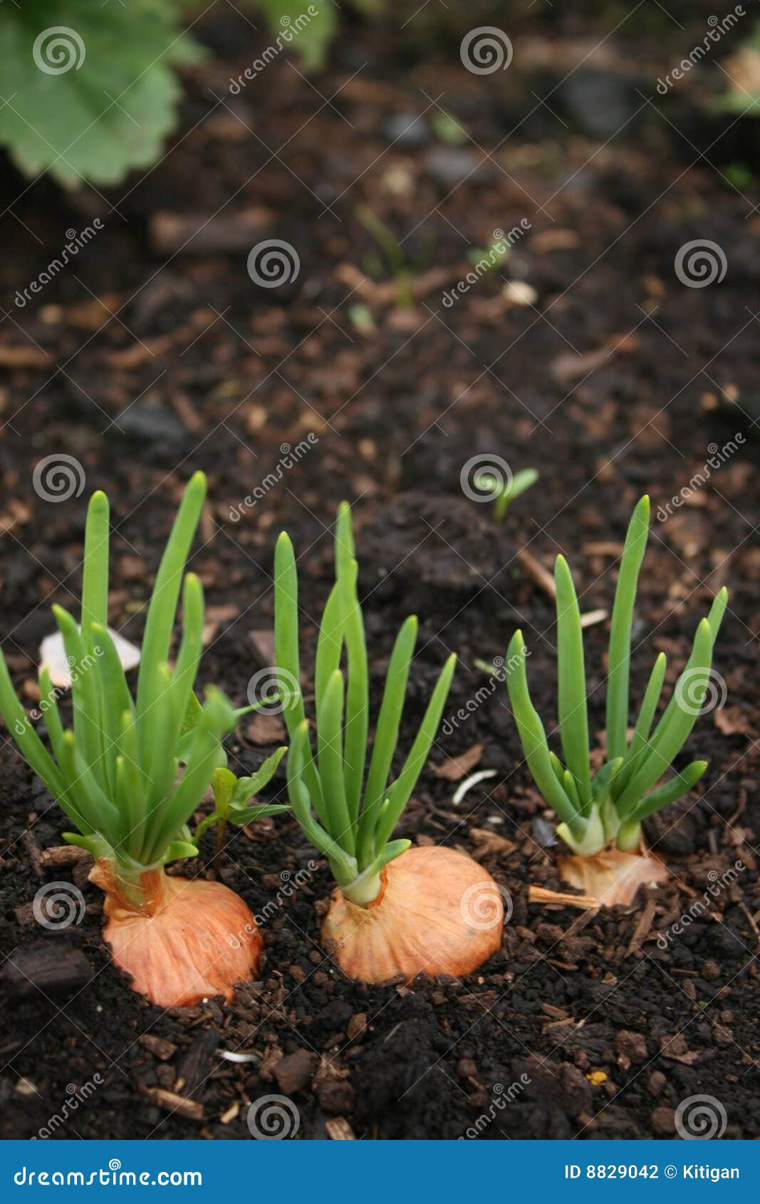 Spring Onions in Soil stock photo. Image of healthy, green - 8829042