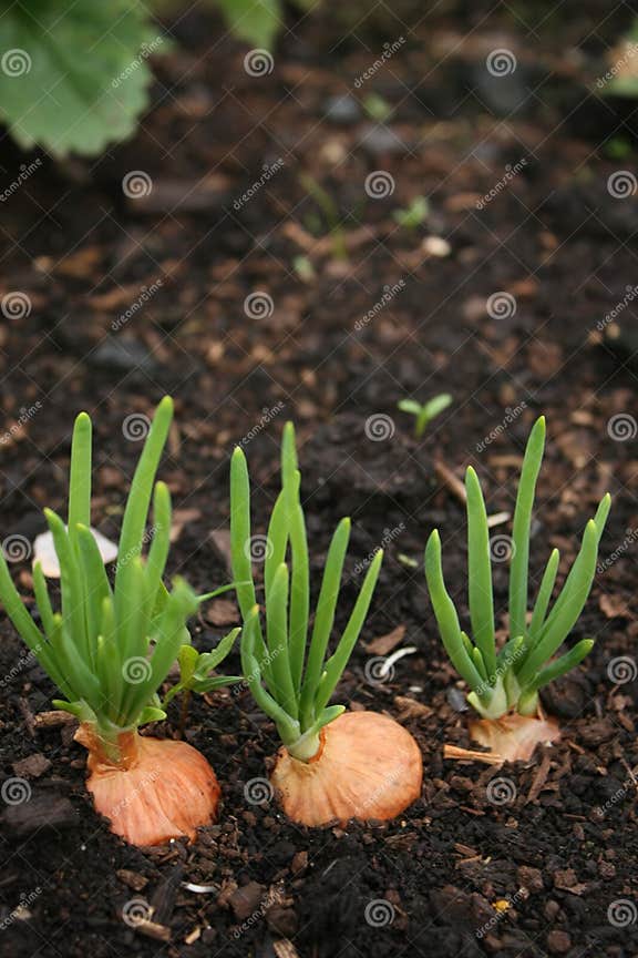 Spring Onions in Soil stock photo. Image of healthy, green - 8829042