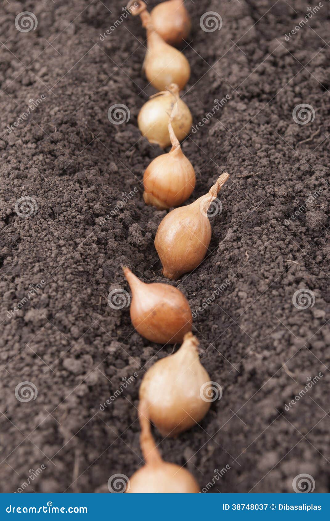 Spring onions in soil. stock image. Image of agriculture - 38748037