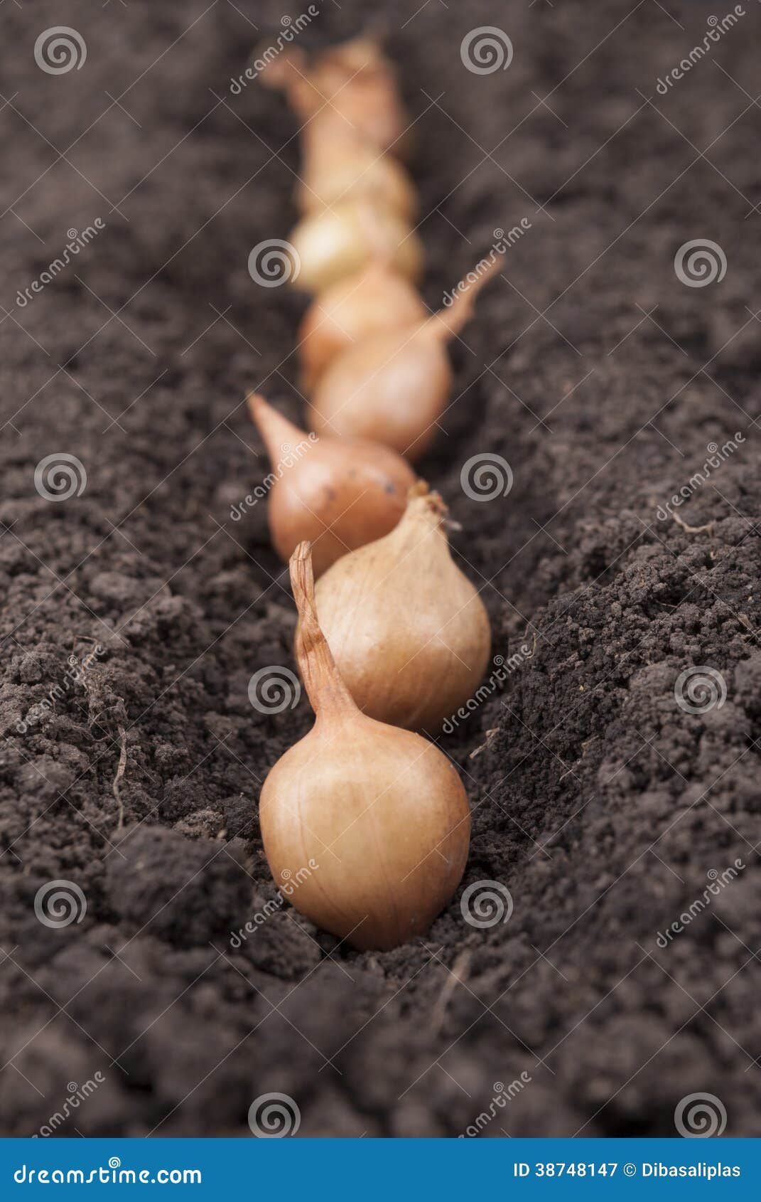 Spring onions in soil. stock image. Image of agriculture - 38748147