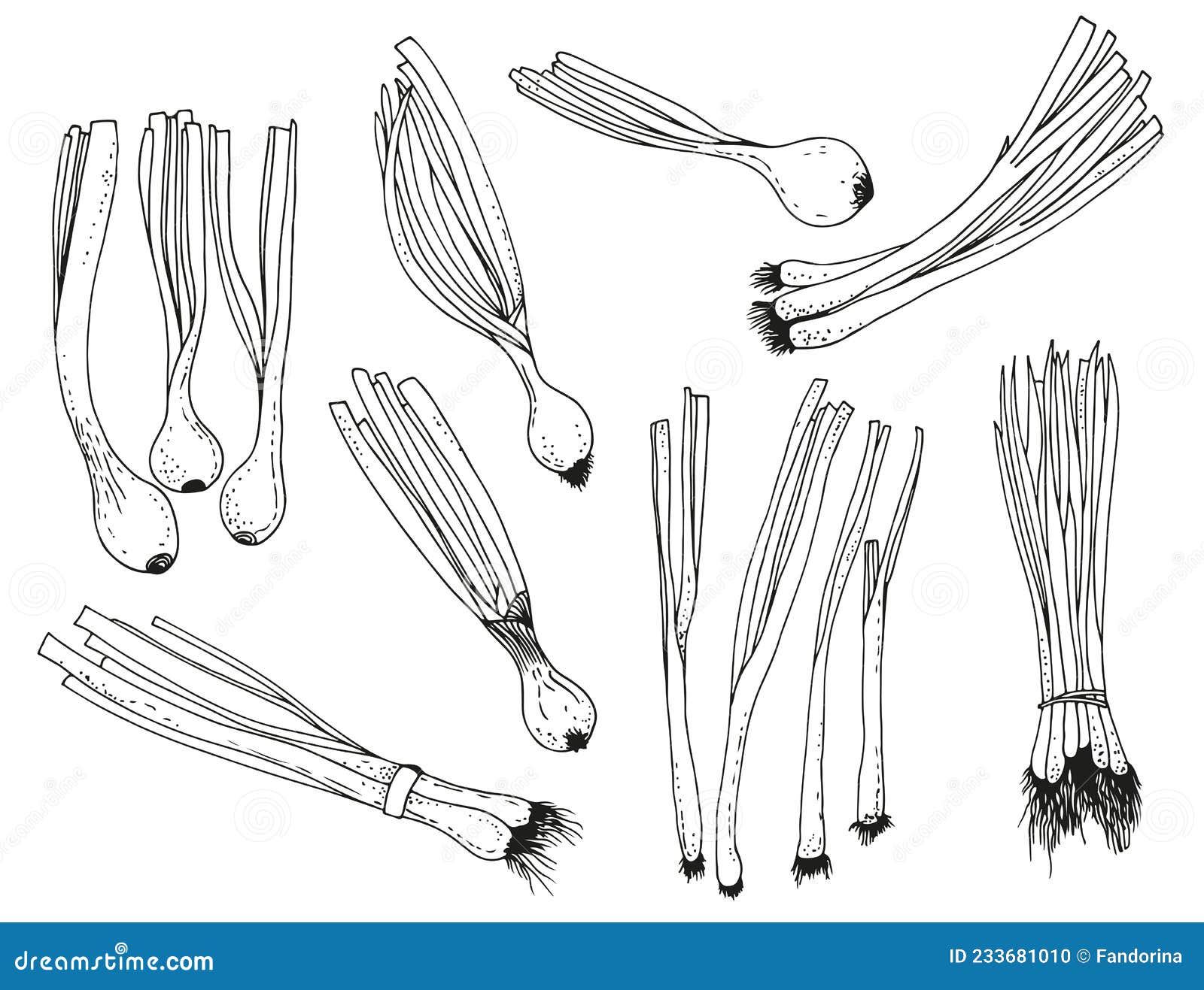 Spring Onions, Design Isolated On White Background, Eps 10 Vector ...