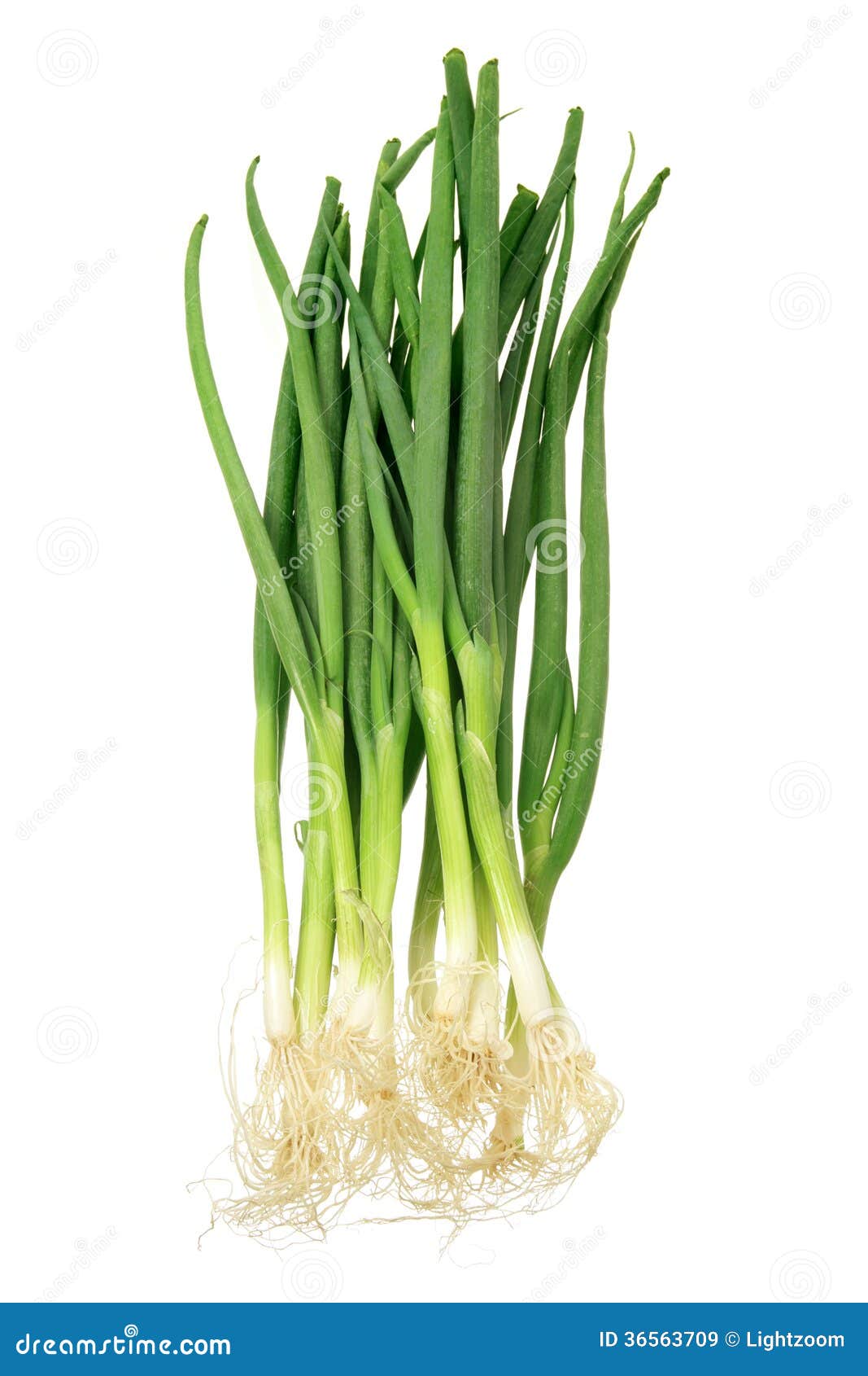 Spring Onions stock image. Image of still, isolated, flavour - 36563709