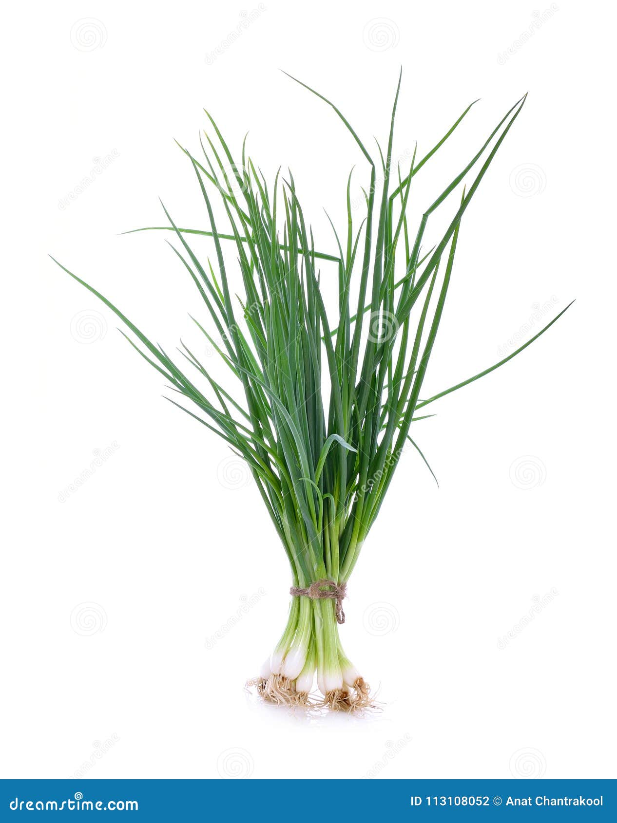 Spring Onions on a White Background. Stock Photo - Image of cooking ...