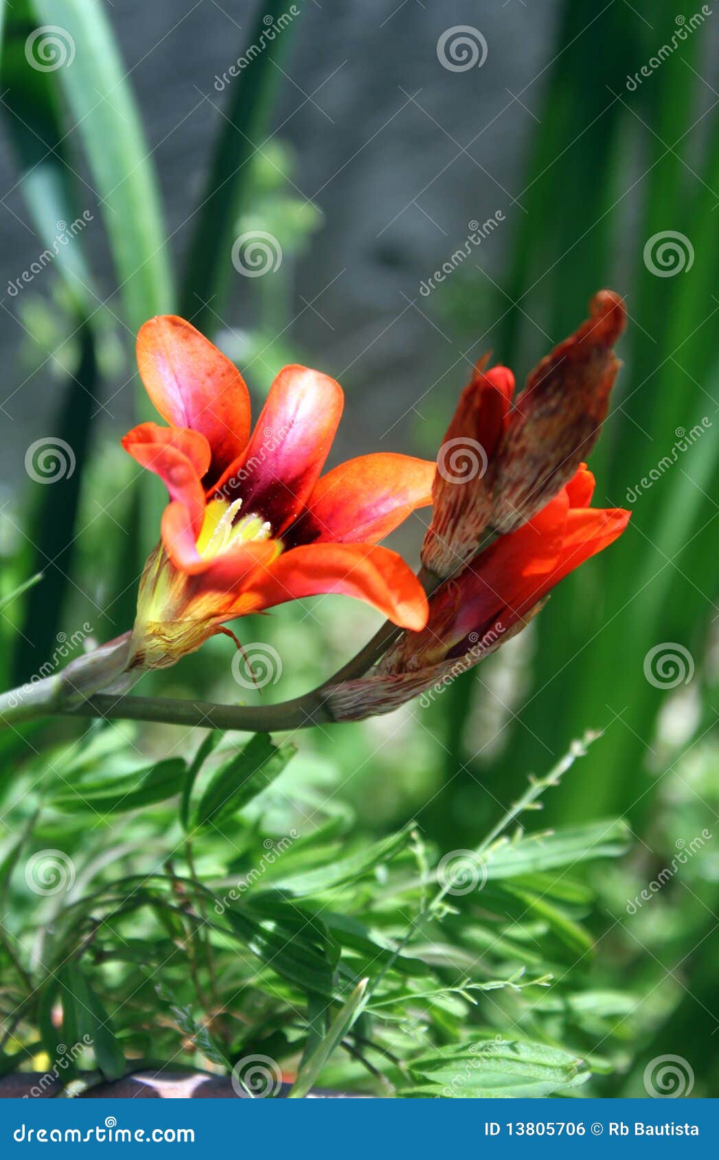 Spring Orange Flower with Buds Stock Photo - Image of stamen, lively ...