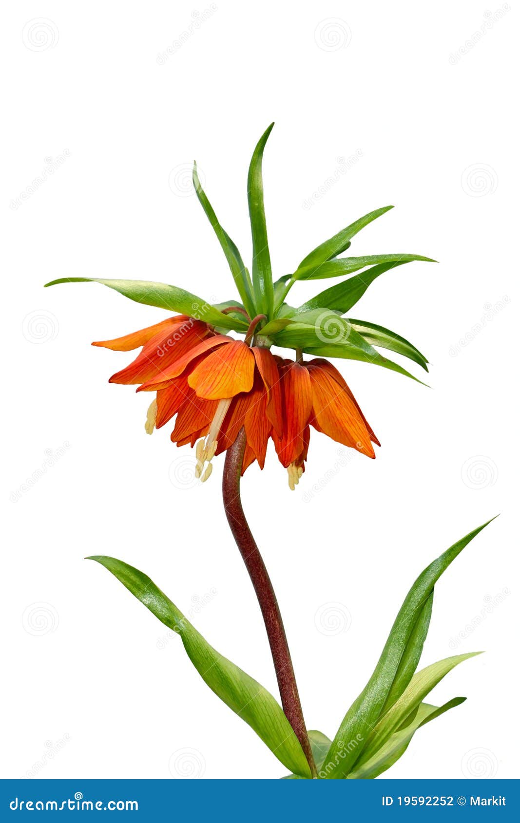 Spring Orange Flower Isolated Over White Stock Photo - Image of orange ...