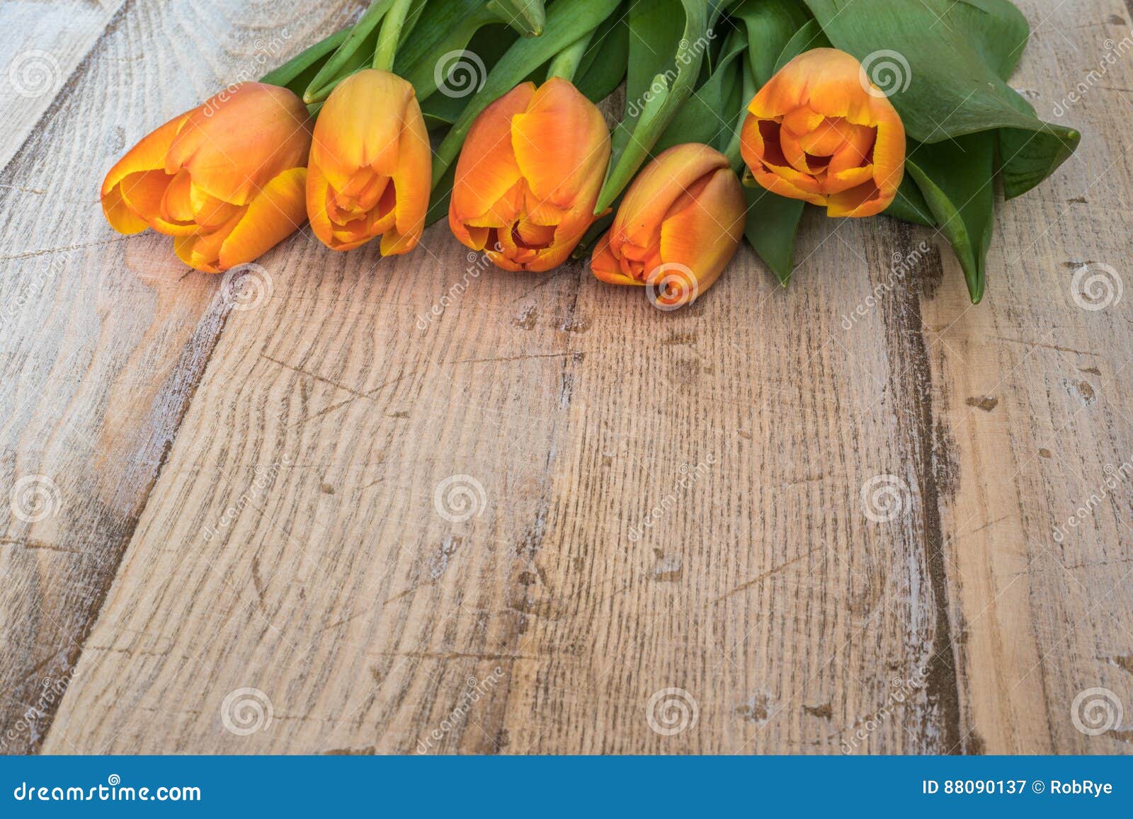 Spring Orange Tulips on a Vintage Wood Background. Stock Image - Image ...