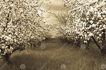 Spring orchard stock image. Image of landscape, beautiful - 13302885