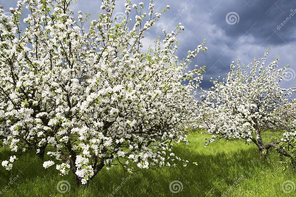Spring orchard 3 stock photo. Image of beautiful, agriculture - 13303024