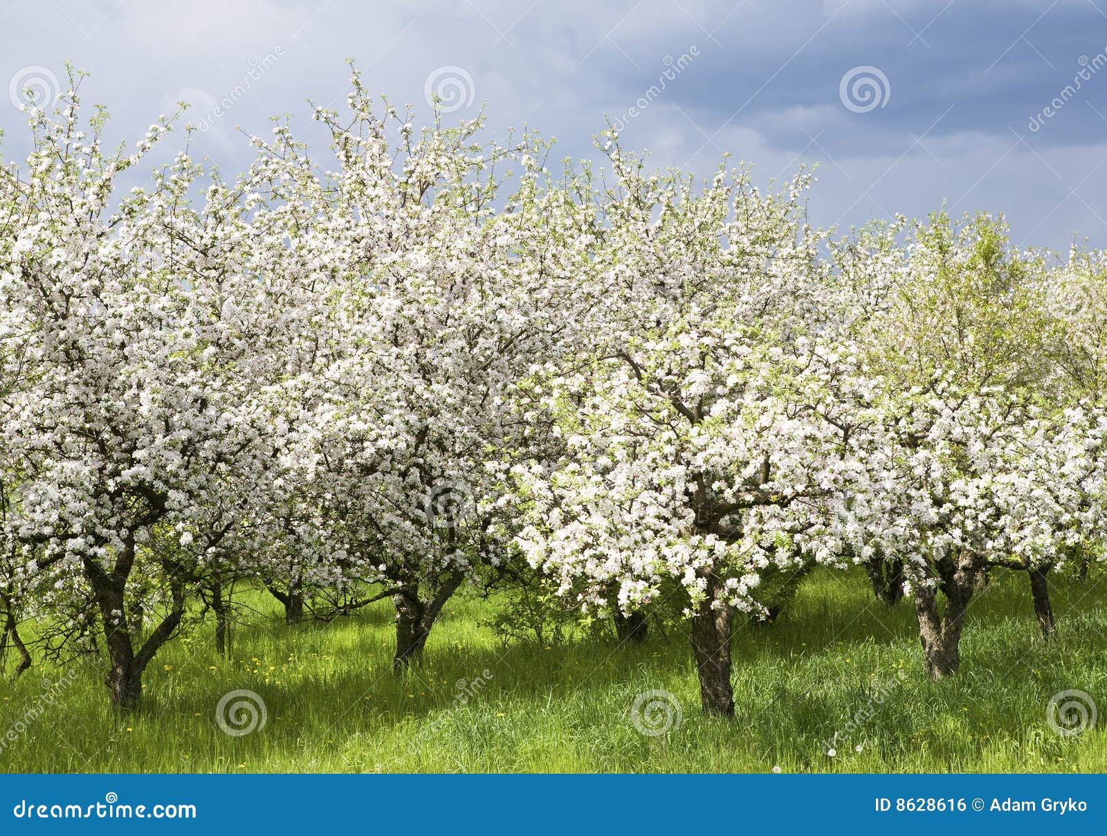 Spring orchard stock photo. Image of blue, farm, environment - 8628616