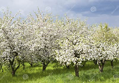 Spring orchard stock photo. Image of blue, farm, environment - 8628616