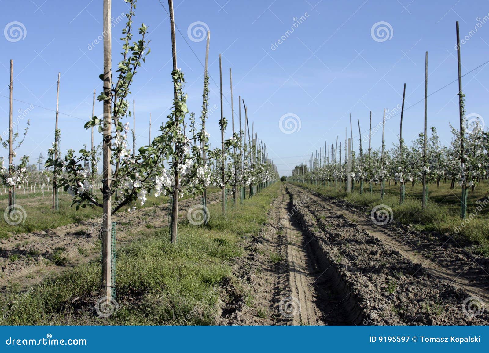 Spring in the orchard stock image. Image of cherry, tree - 9195597