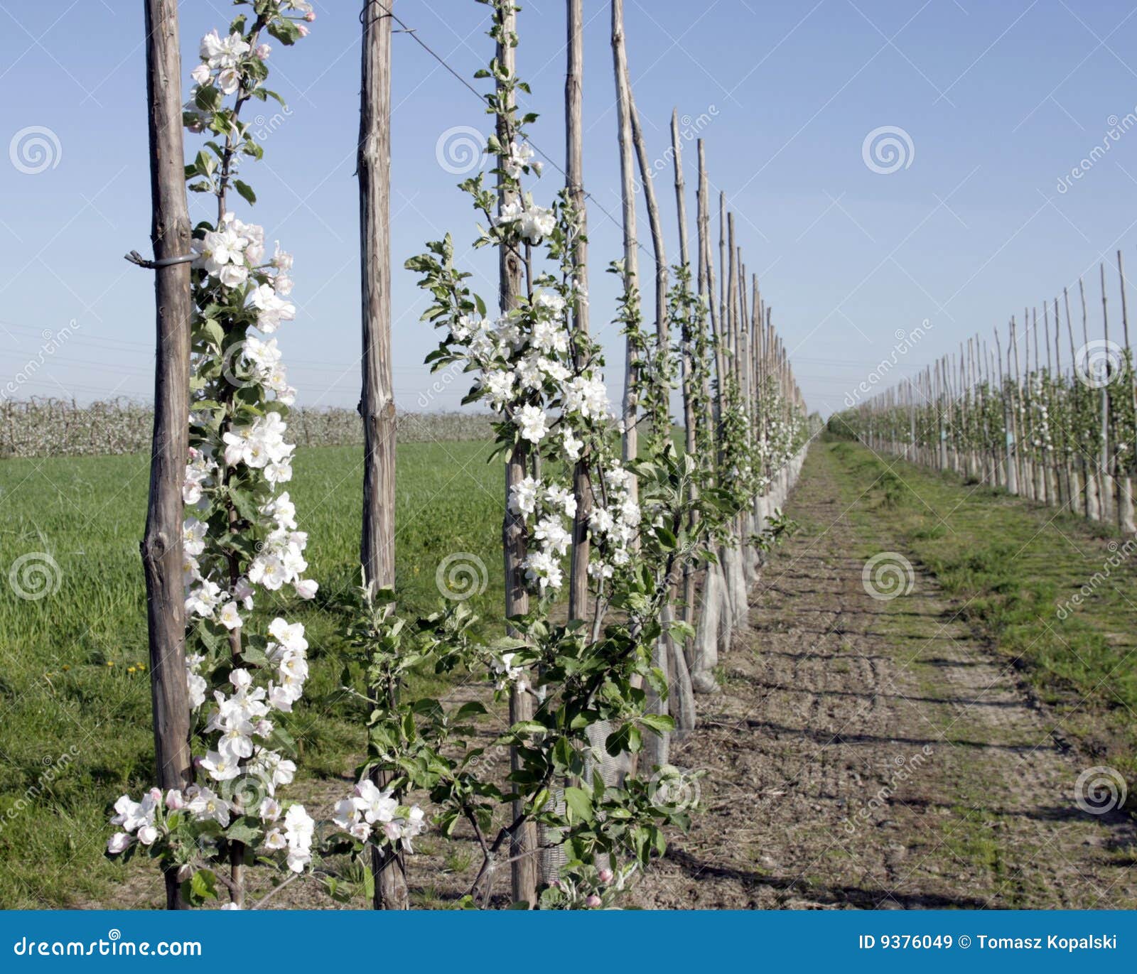 Spring in the orchard stock image. Image of nature, fruits - 9376049
