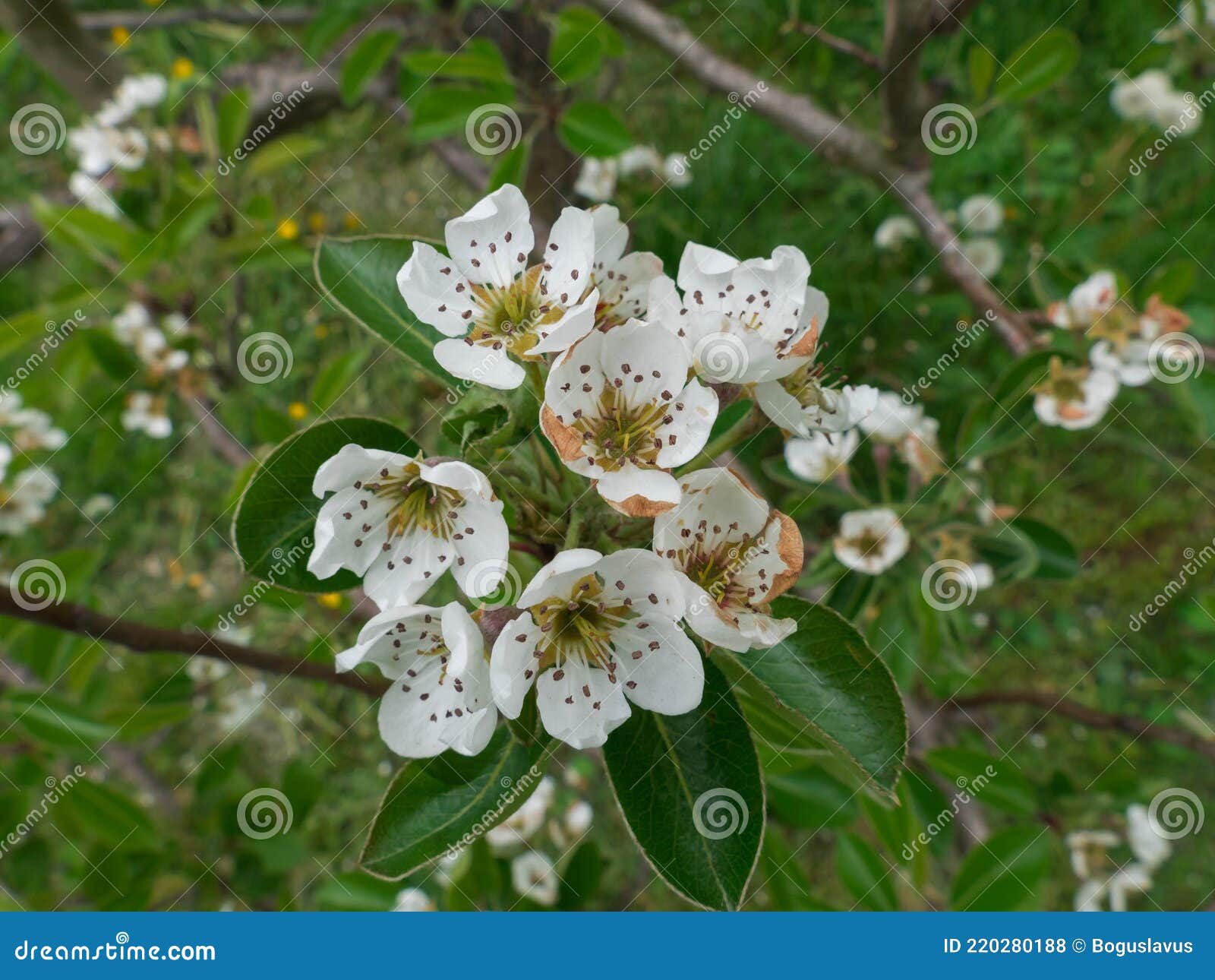 Spring in the Orchard. Blooming Pear Tree. Stock Photo - Image of ...
