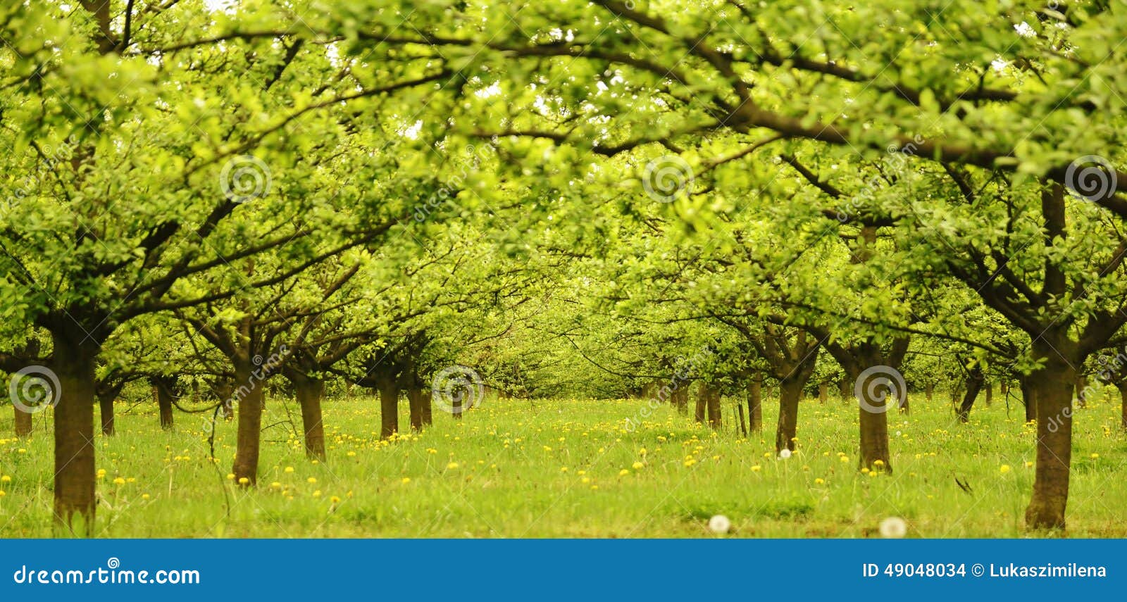 Spring in the orchard stock photo. Image of branch, april - 49048034