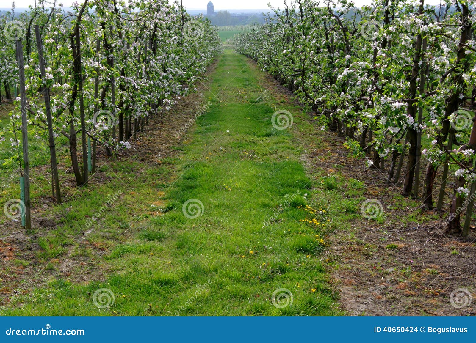 Spring in the orchard. stock photo. Image of white, number - 40650424
