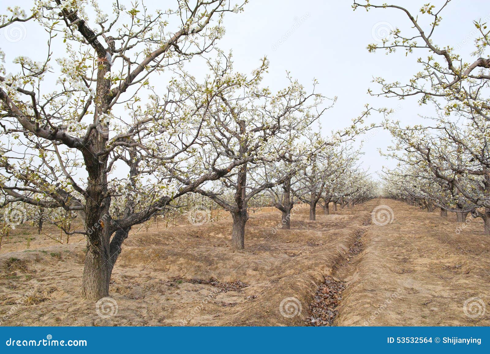 Spring orchard stock photo. Image of tree, fruiter, pear - 53532564