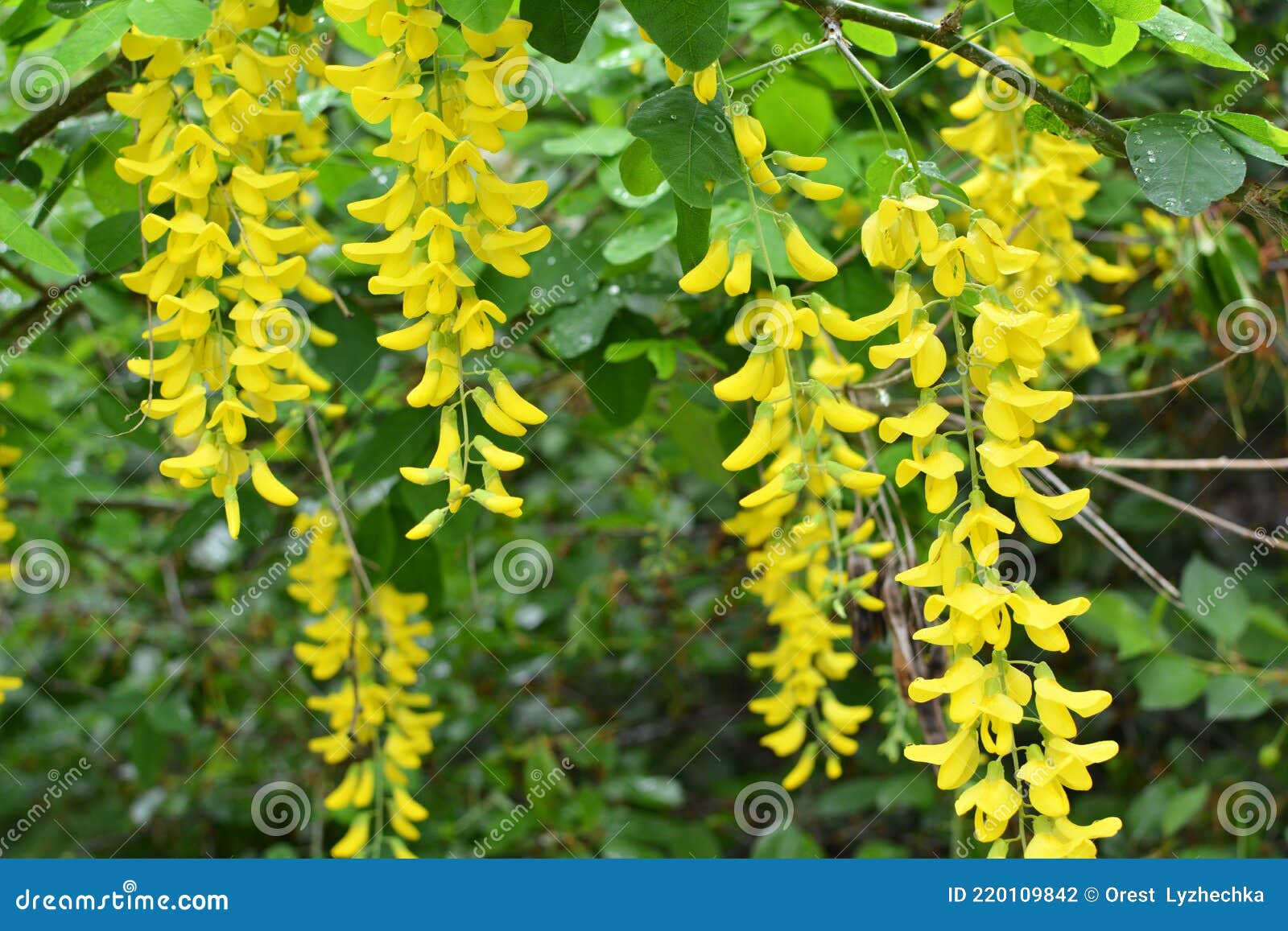In Spring, Laburnum Blooms in Nature Stock Photo - Image of beautiful ...