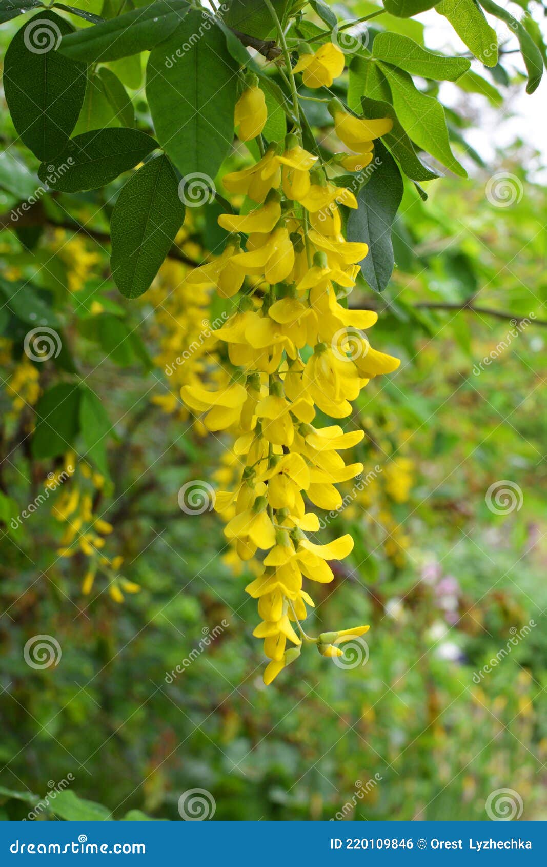 In Spring, Laburnum Blooms in Nature Stock Photo - Image of garden ...