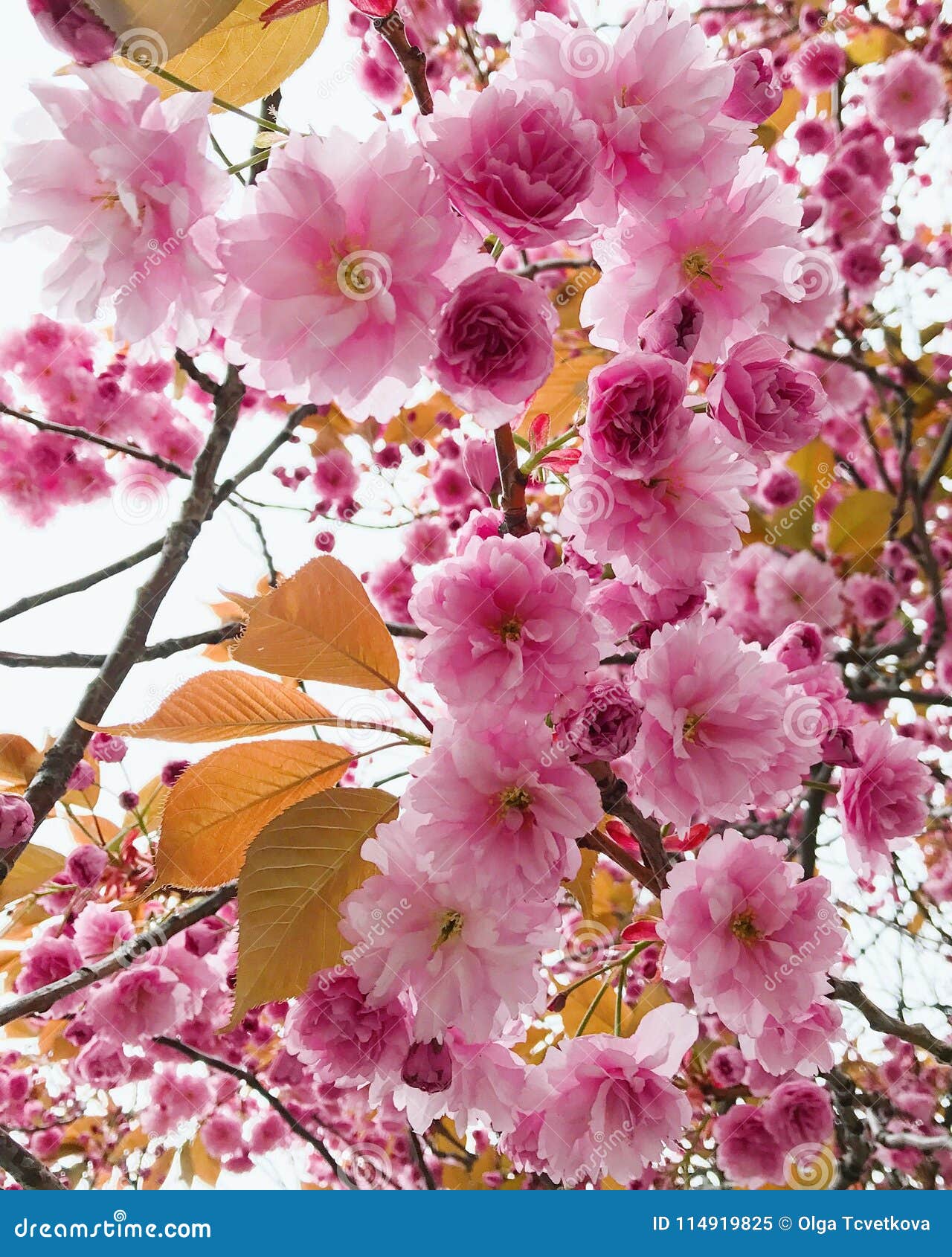 Spring in Oslo stock image. Image of flowers, oslo, spring - 114919825