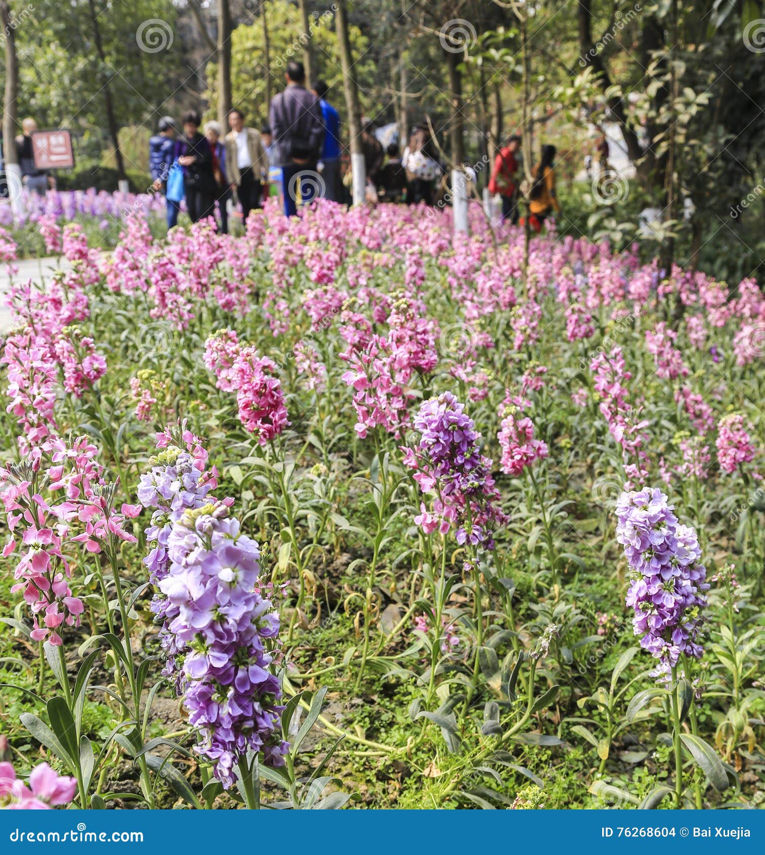 Spring Outing in the Park,chengdu,china Editorial Stock Image - Image ...