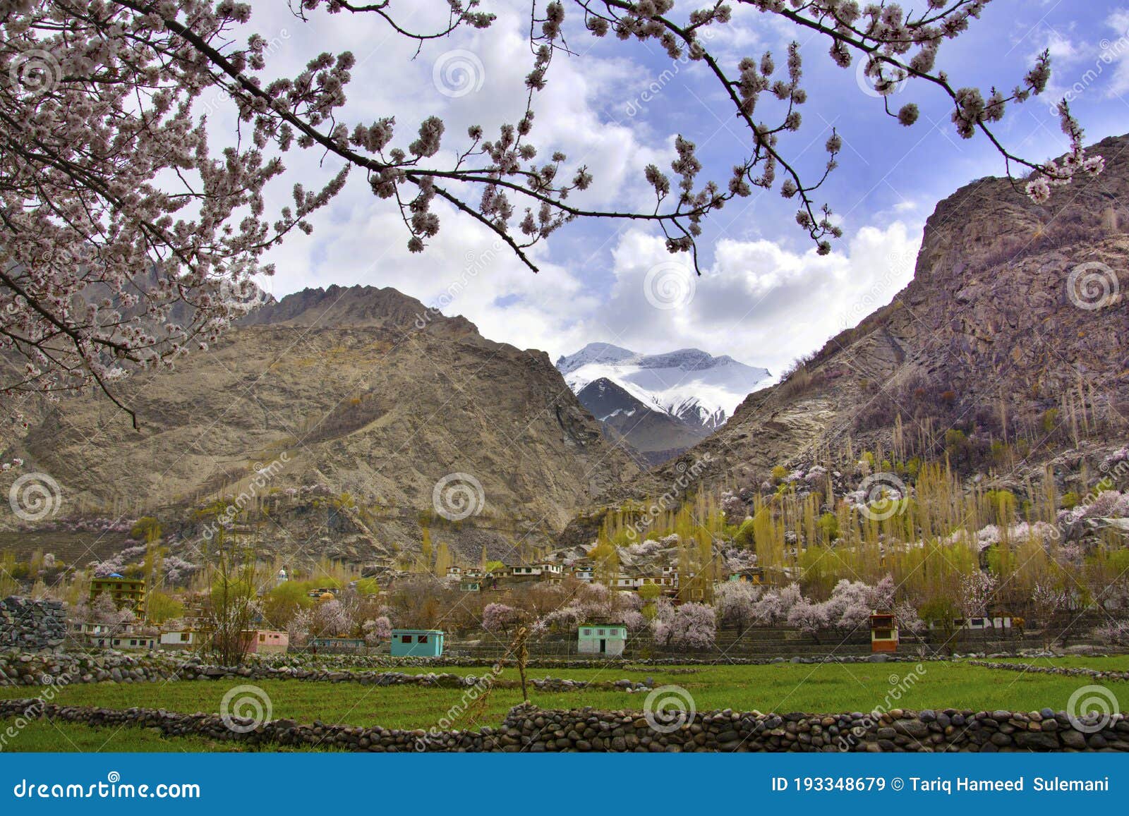 Spring in Gilgit Baltistan , Pakistan Stock Image - Image of eating ...