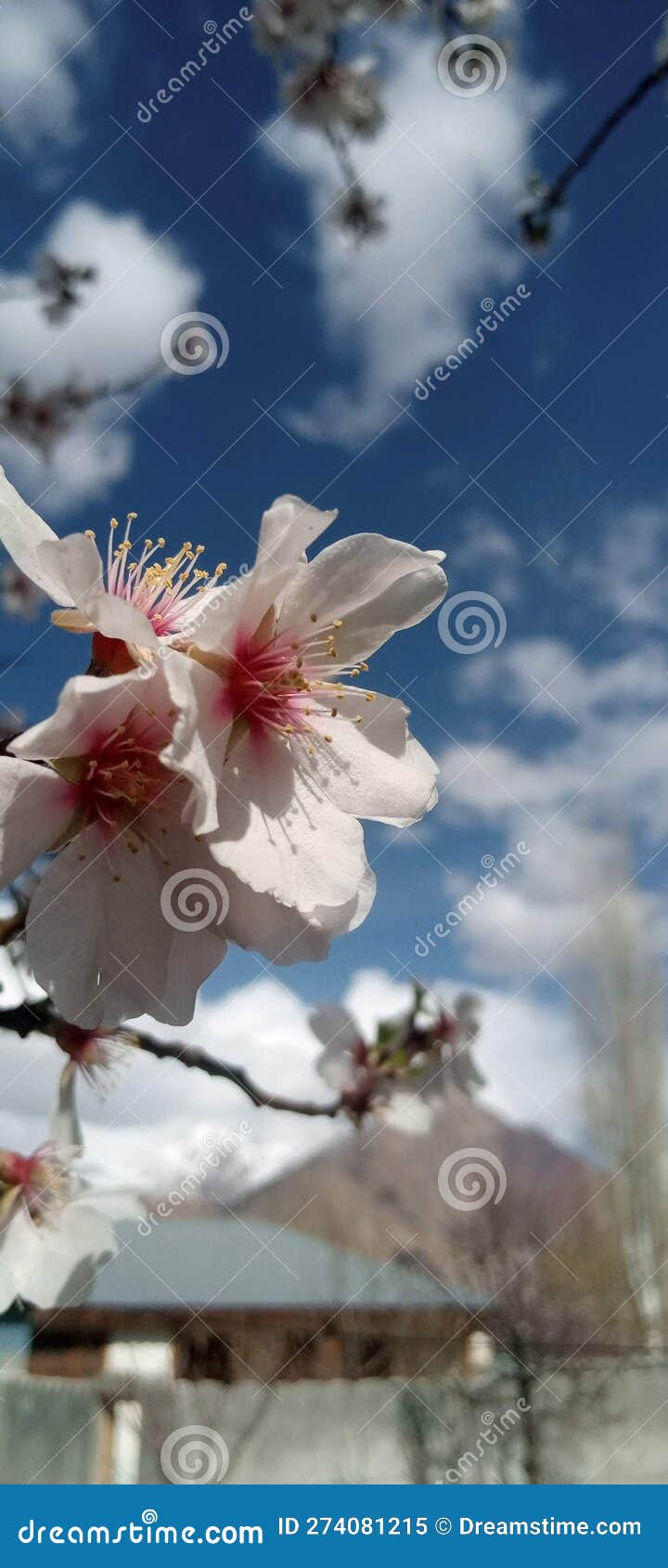 Spring in Pakistan stock image. Image of nature, pakistan - 274081215