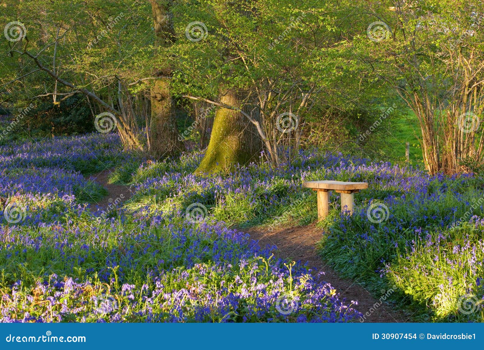 Spring at Pamphill Bluebell Woods, Dorset, UK Stock Photo - Image of ...