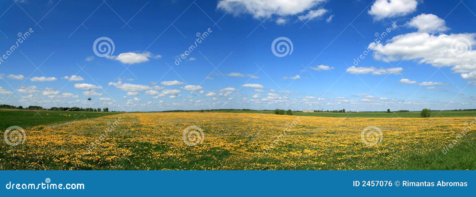 Spring panorama stock photo. Image of dandelion, blue - 2457076