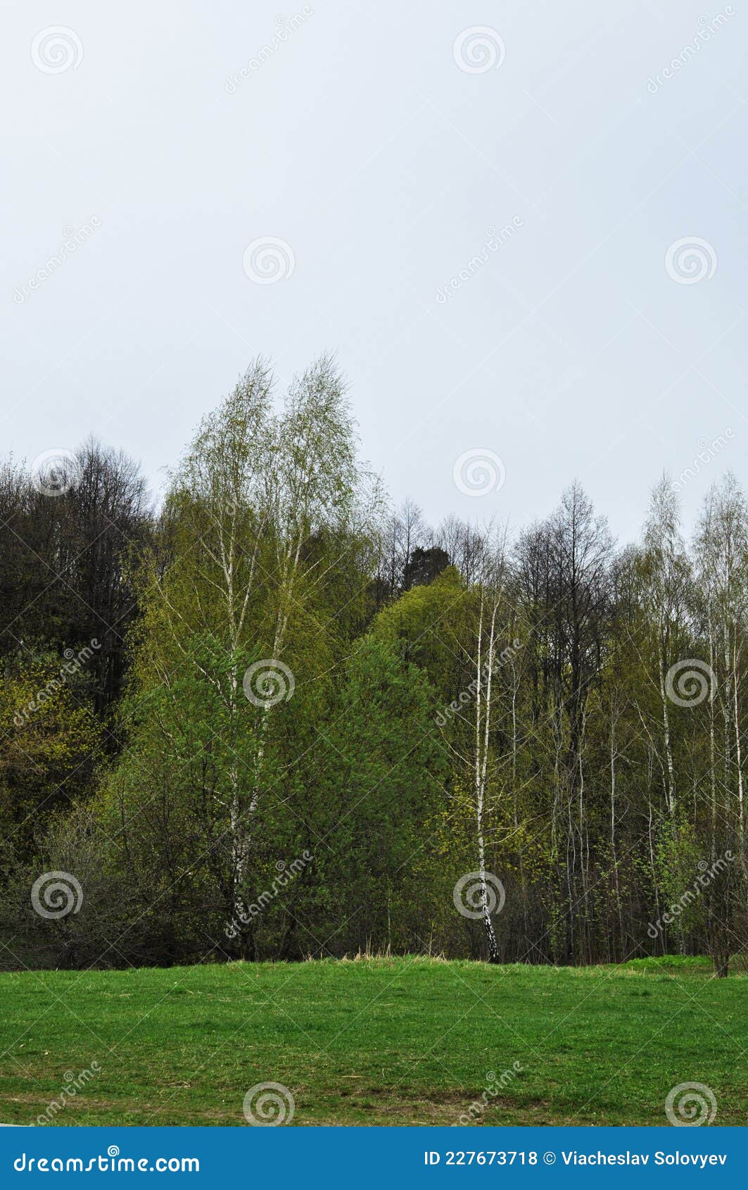 Spring Panorama of the Forest. Stock Photo - Image of leaf, field ...