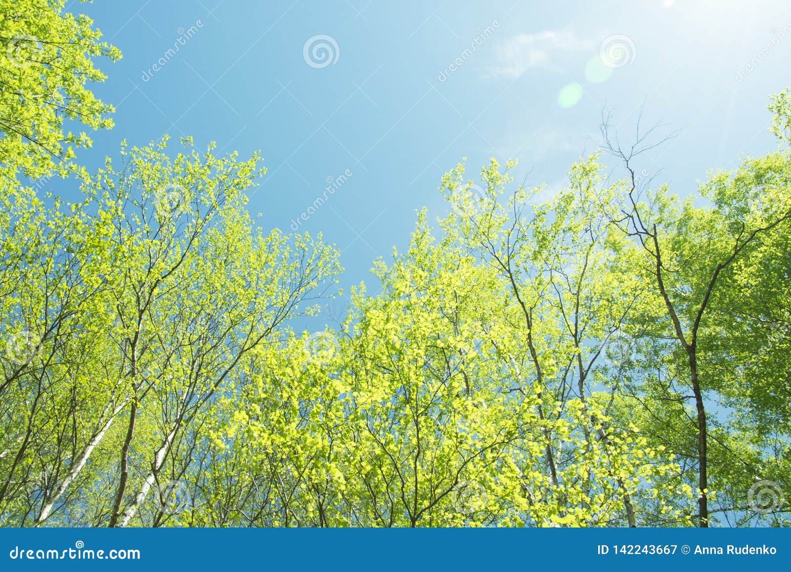 Spring Panorama of a Scenic Forest of Trees with Fresh Green Leaves and ...