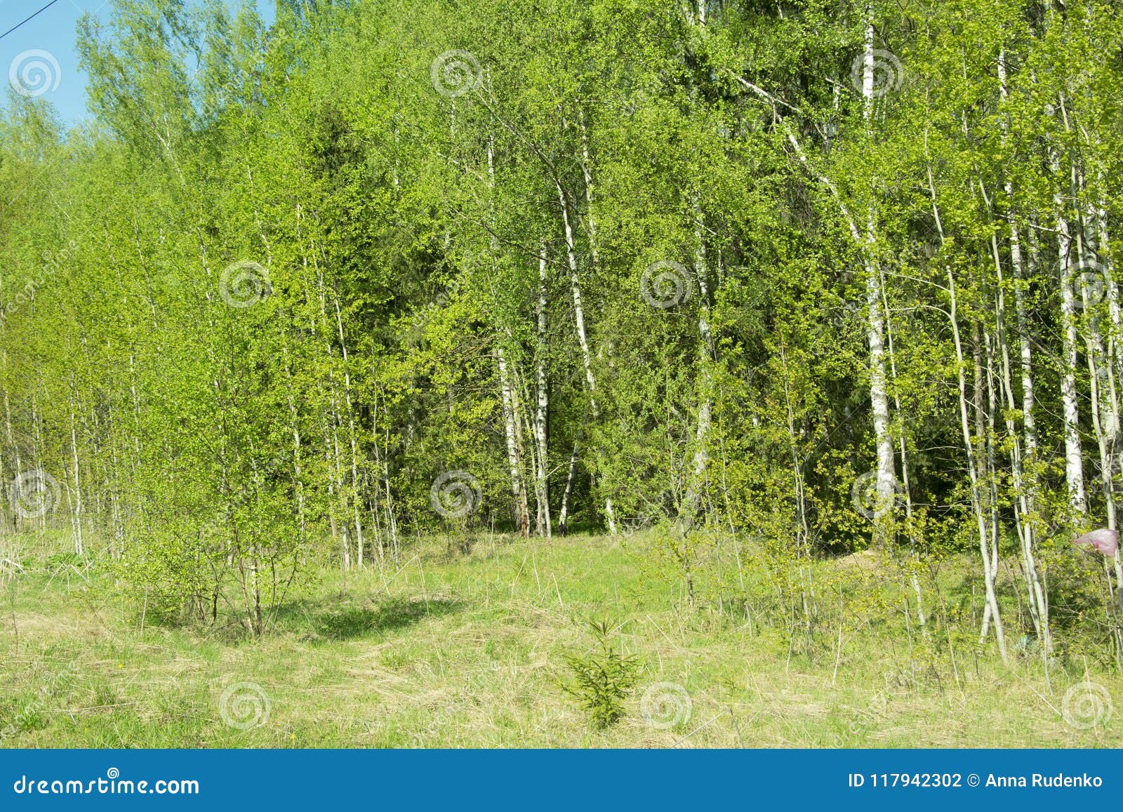 Spring Panorama of a Scenic Forest of Trees with Fresh Green Lea Stock ...