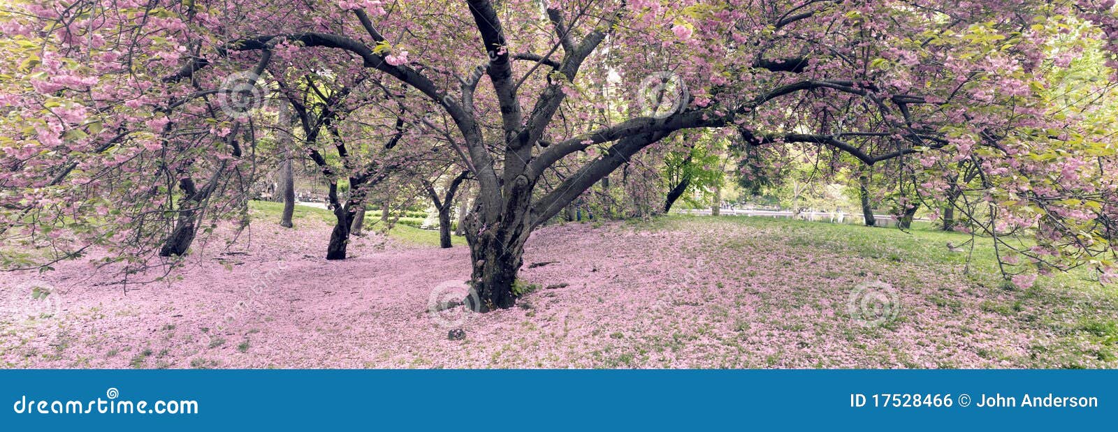 Spring panoramic stock photo. Image of colorful, cherry - 17528466