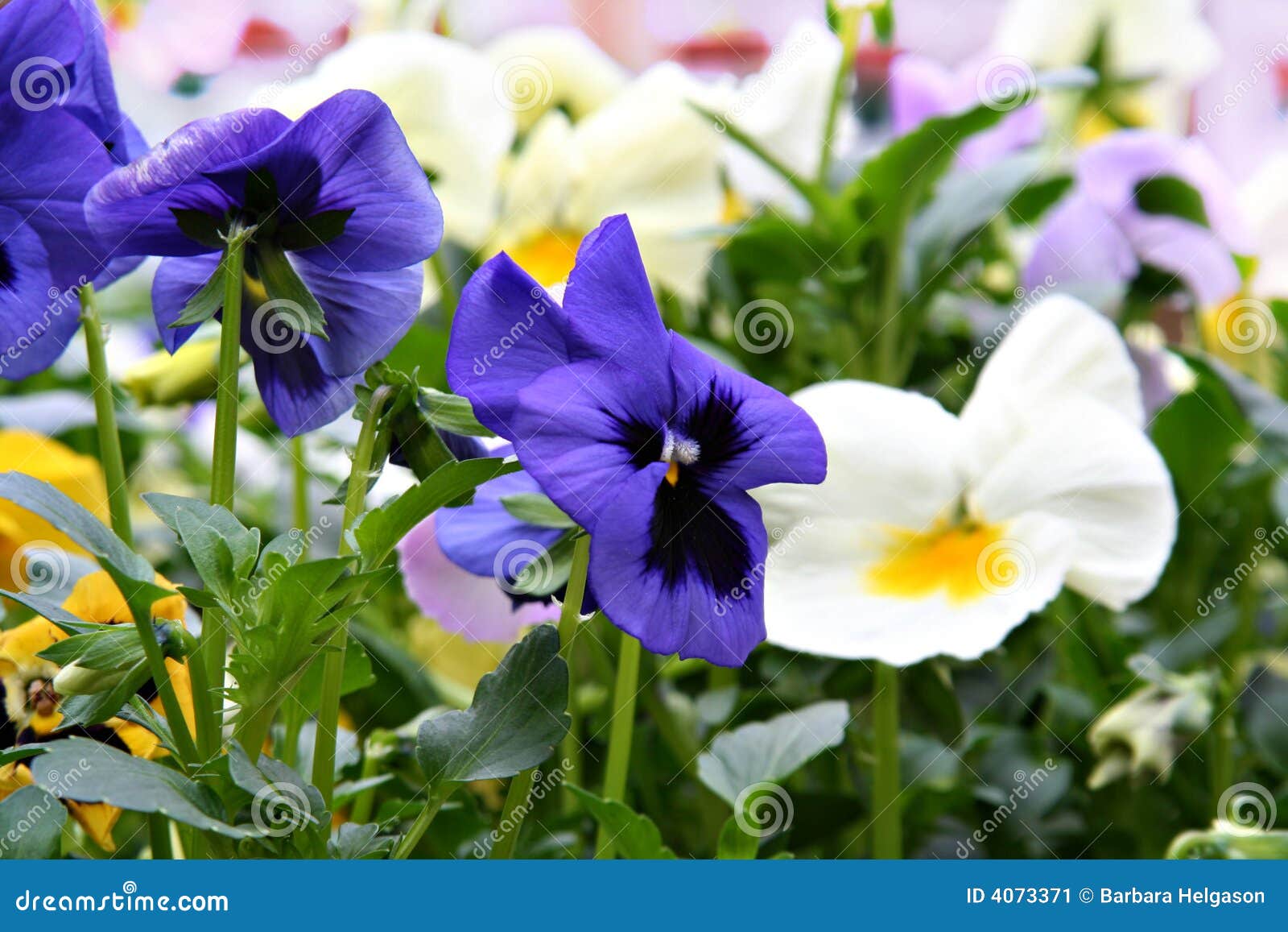 Spring pansies stock image. Image of time, gardening, grow - 4073371