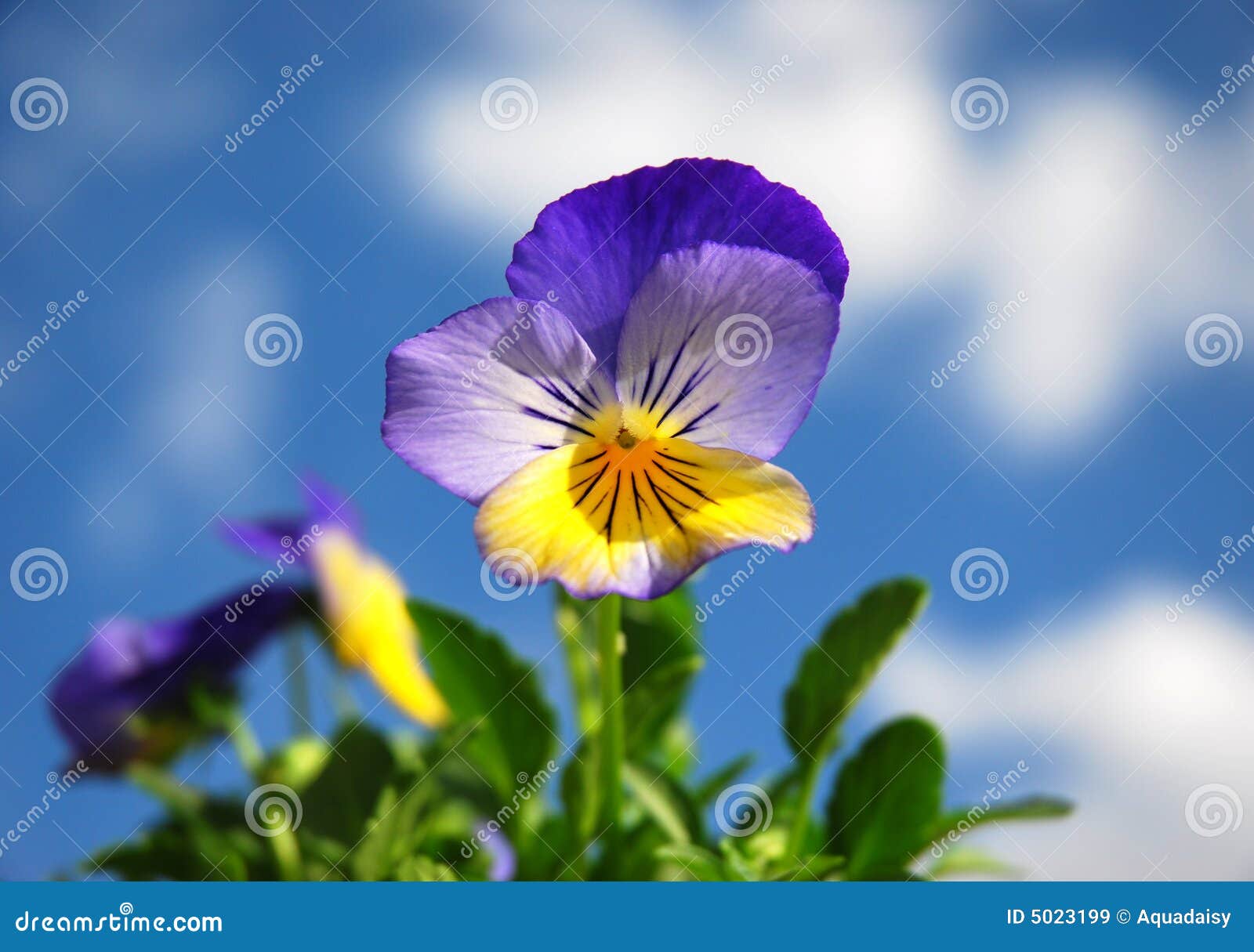 Spring Pansies stock image. Image of pansy, spring, flowers - 5023199