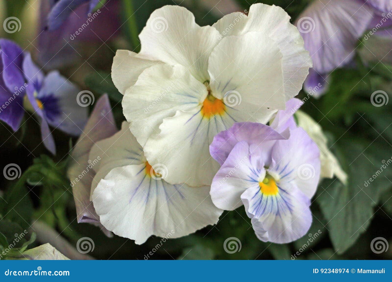 Spring Pansies stock photo. Image of white, cheerful - 92348974