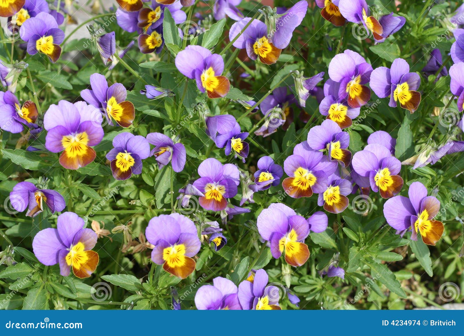 Spring pansy stock photo. Image of macro, flora, flowers - 4234974
