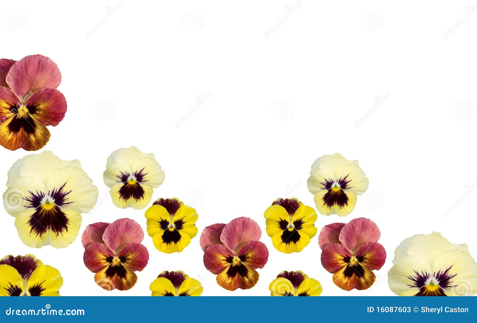 Spring Pansy Flower Border with White Copy Space Stock Image - Image of ...