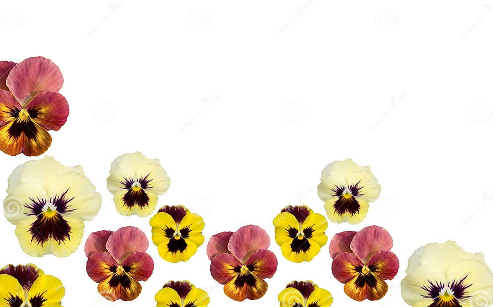 Spring Pansy Flower Border with White Copy Space Stock Image - Image of ...