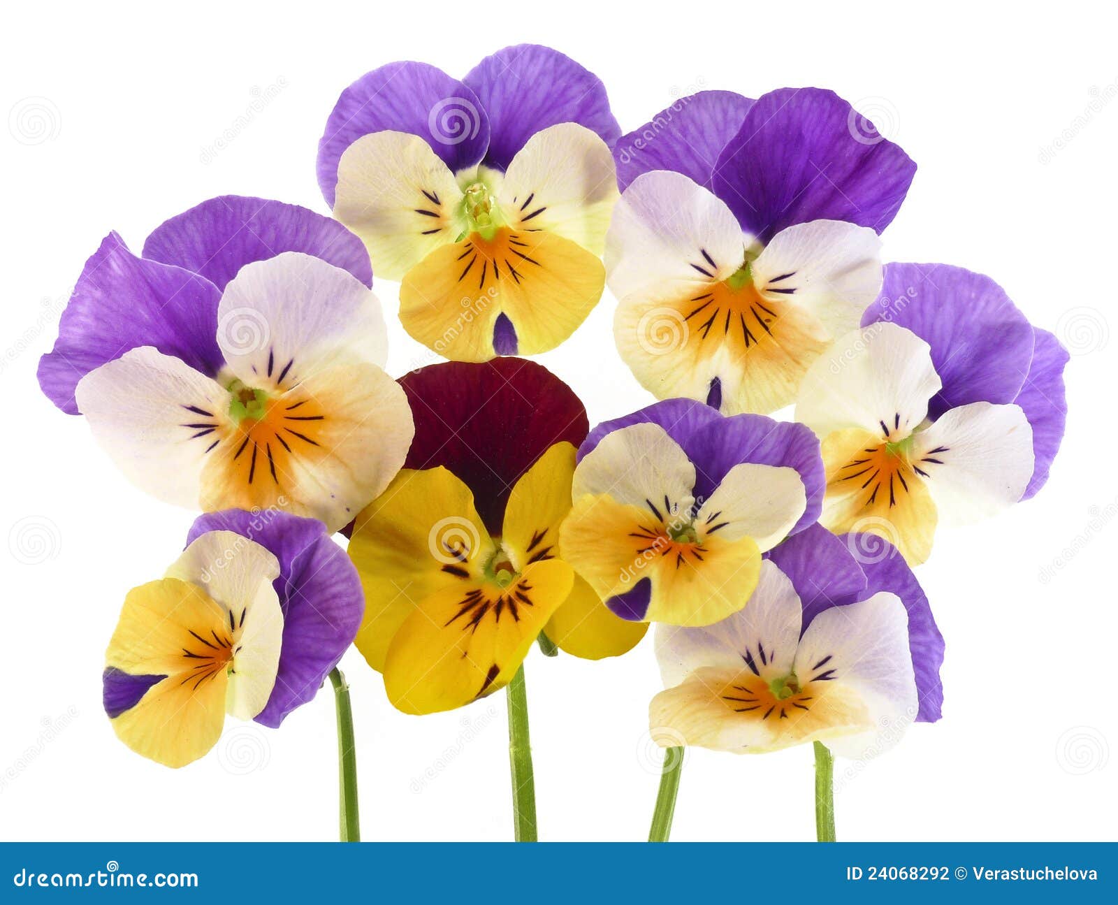 Spring pansy flowers stock photo. Image of close, aroma - 24068292