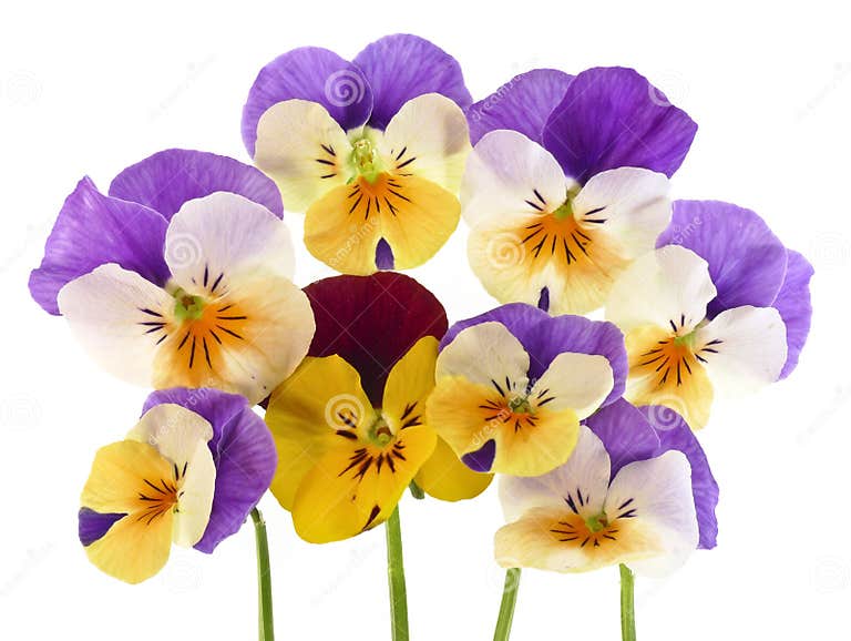 Spring pansy flowers stock photo. Image of close, aroma - 24068292
