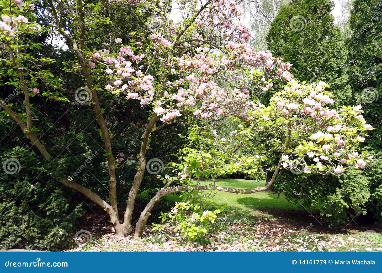 Spring in the park stock image. Image of outdoor, park - 14161779