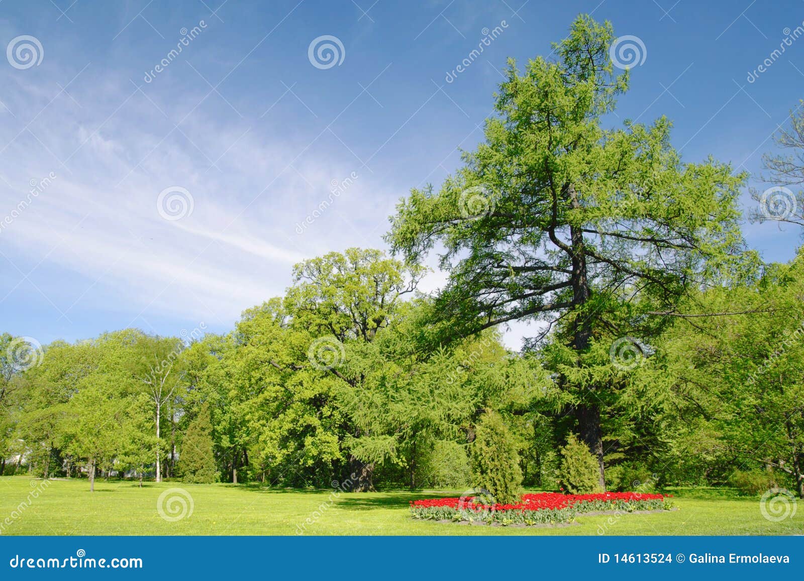 Spring park stock photo. Image of clear, russia, foliage - 14613524