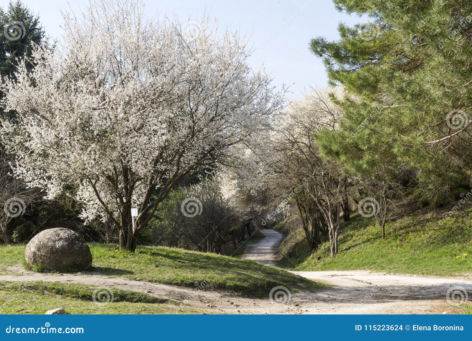Spring Park, Cherry Blossom Tree, Pathway, Pine Branches Stock Photo ...