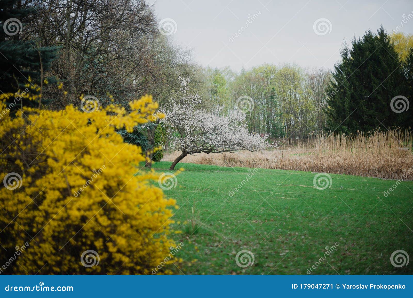 Spring Park on a Cloudy Spring Day Flowering Trees in the Foreground ...
