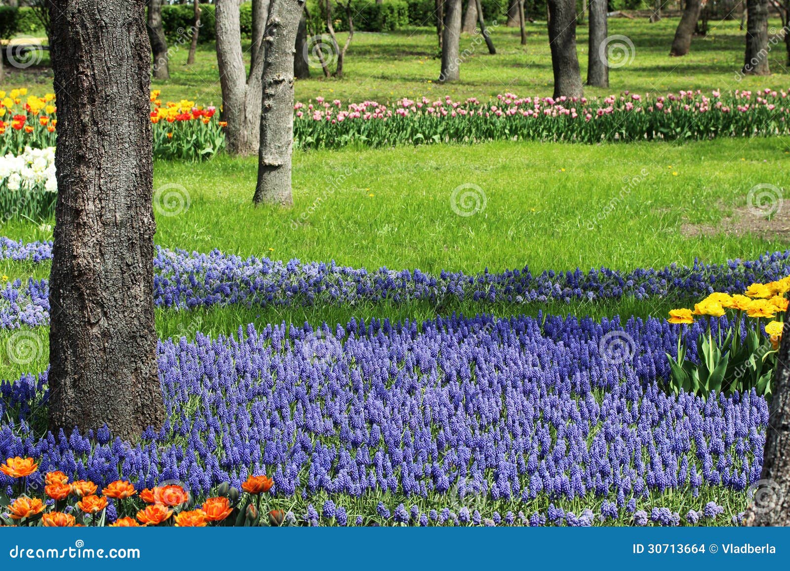 Spring park stock photo. Image of flora, park, nature - 30713664