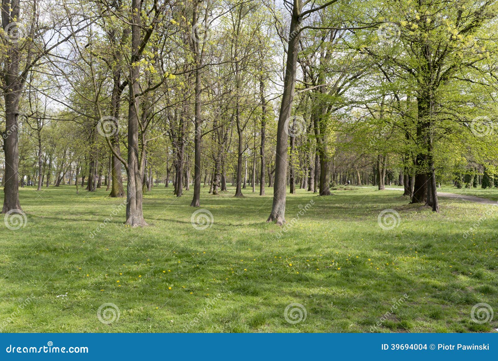 Spring in the park stock photo. Image of spring, outdoor - 39694004