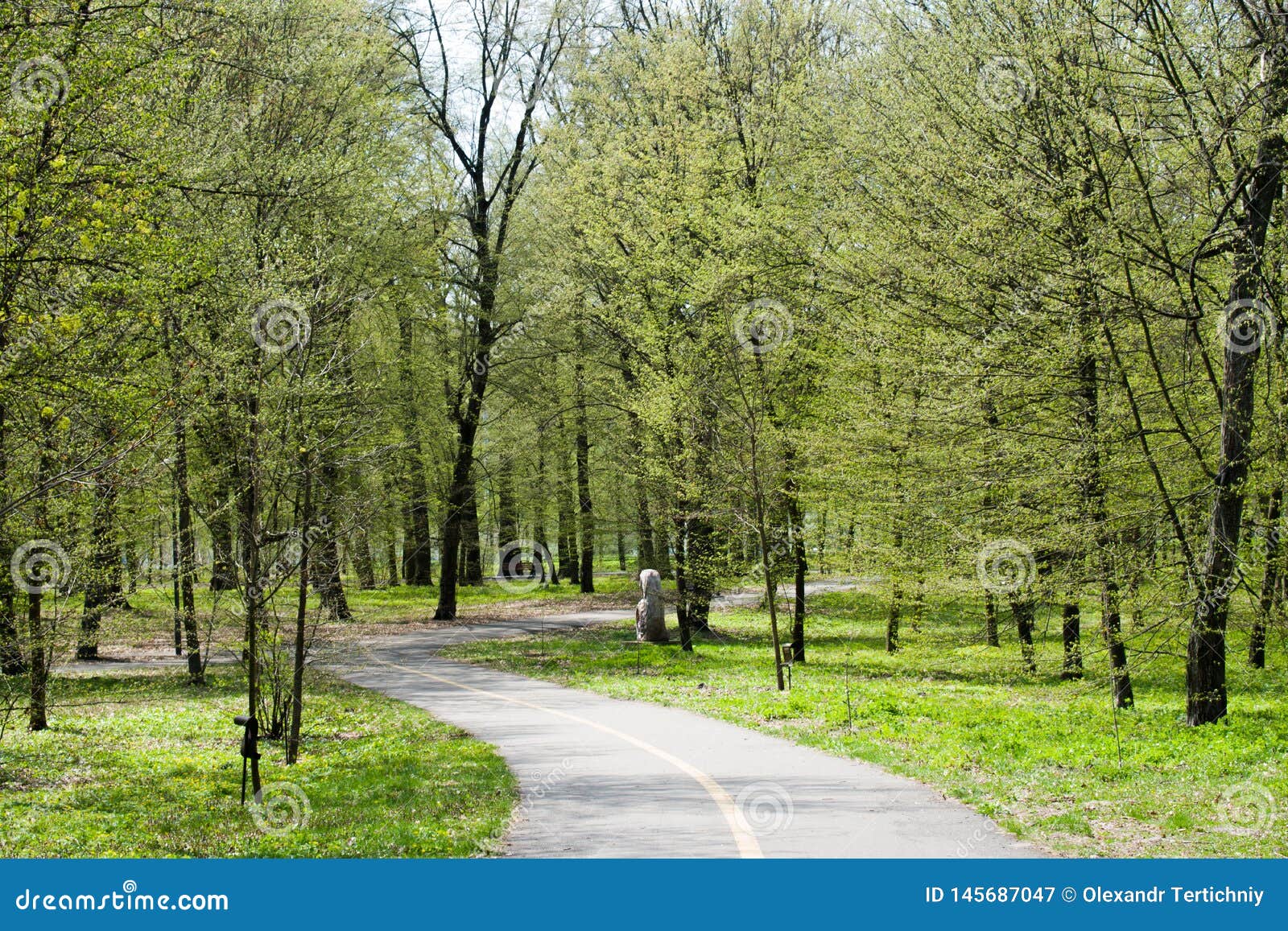 Spring in the park stock image. Image of spring, wood - 145687047