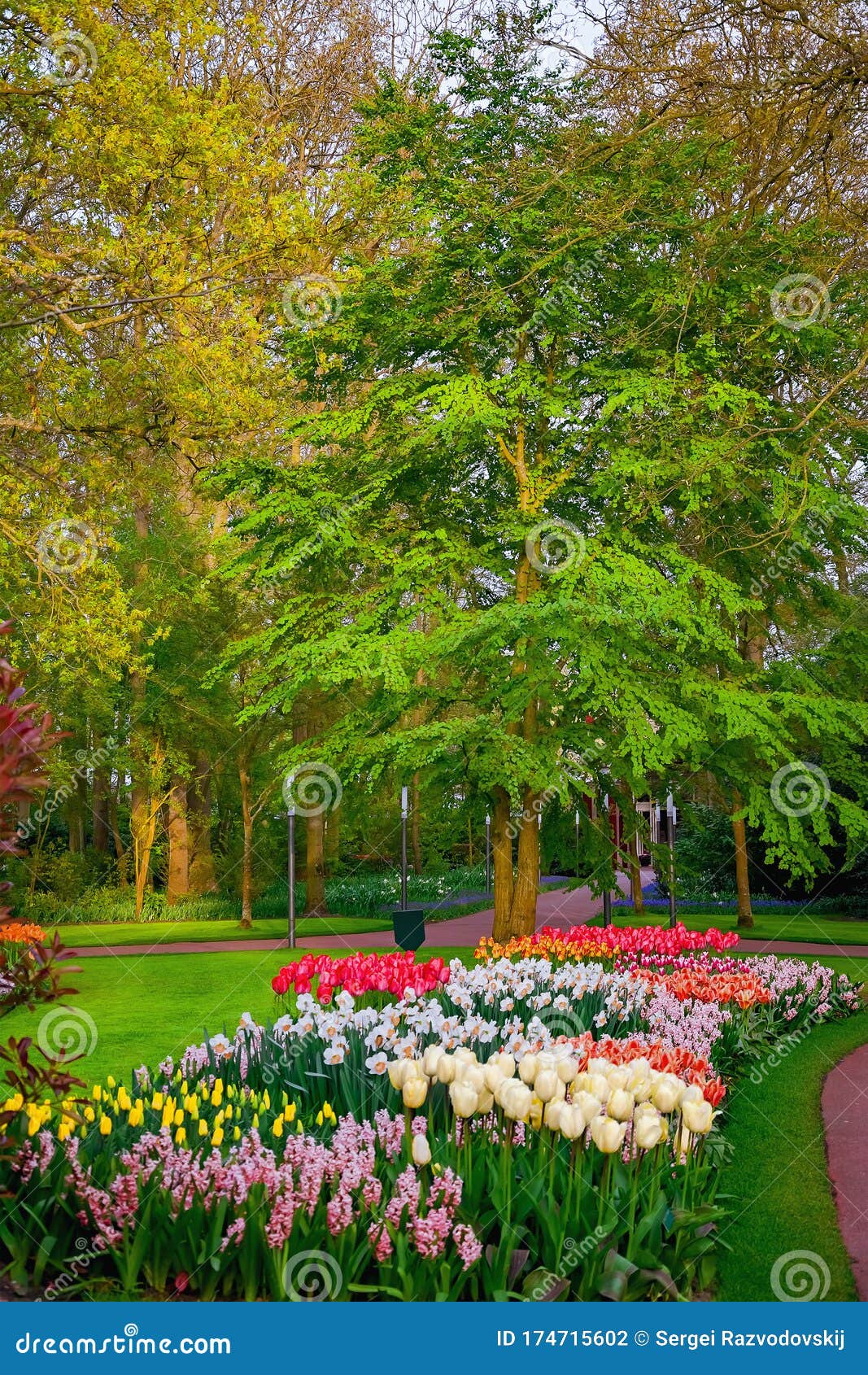 Spring in the park stock photo. Image of botanic, bulbous - 174715602