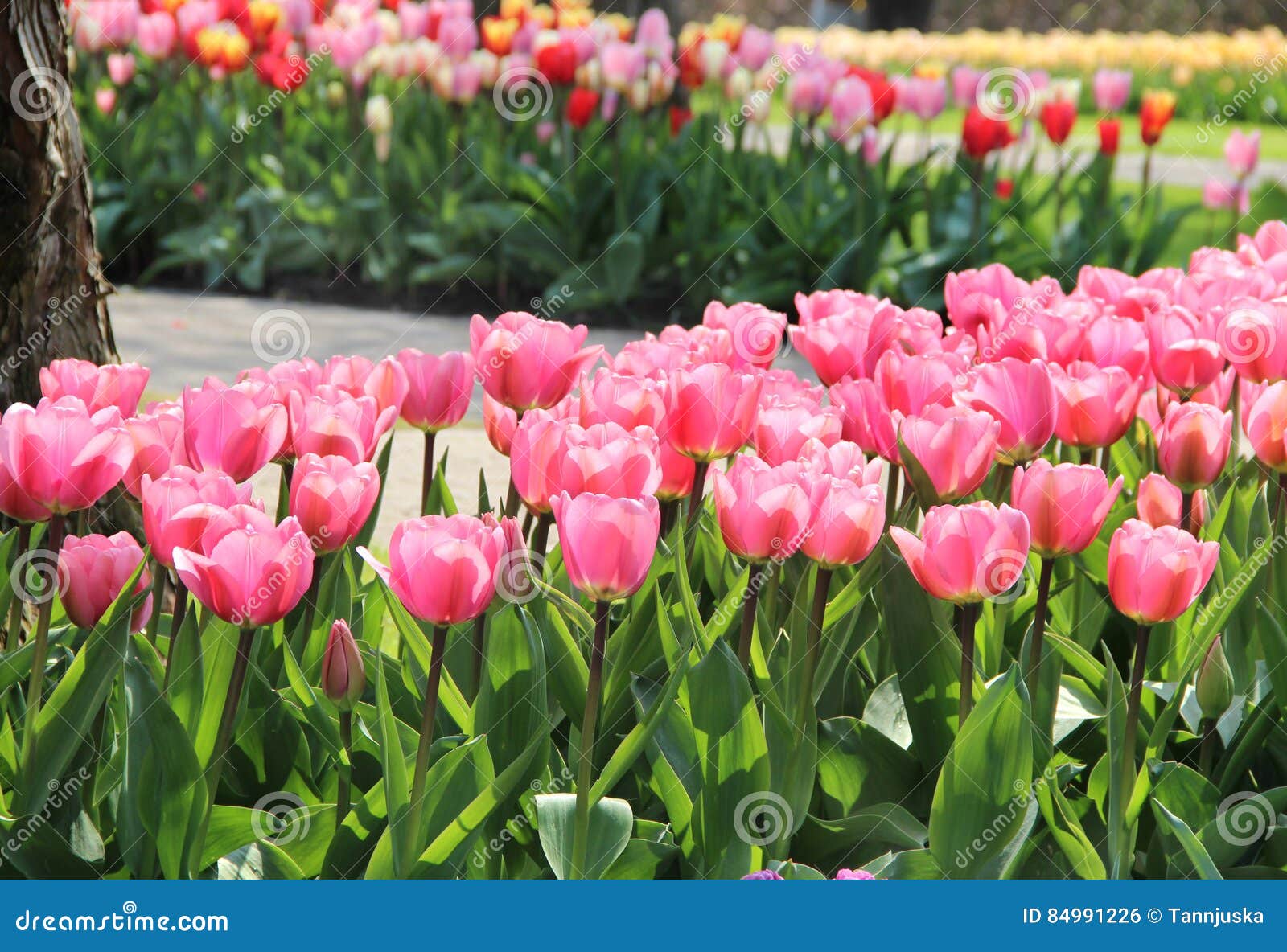 Spring Park with a Lot of Flowers Stock Photo - Image of landscape ...