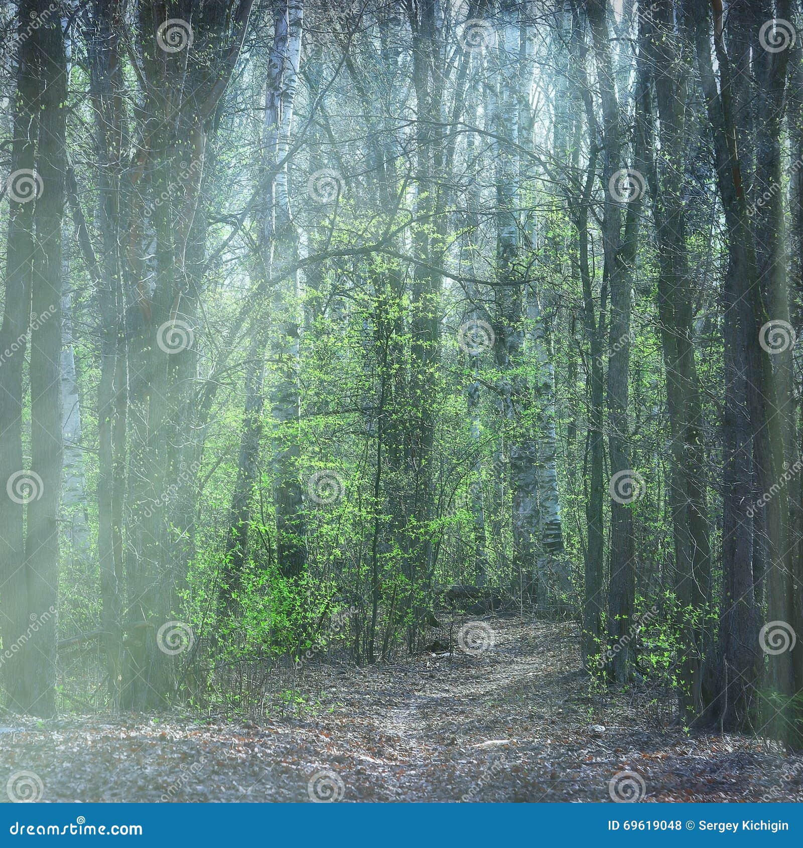 Spring park with mist stock photo. Image of background - 69619048